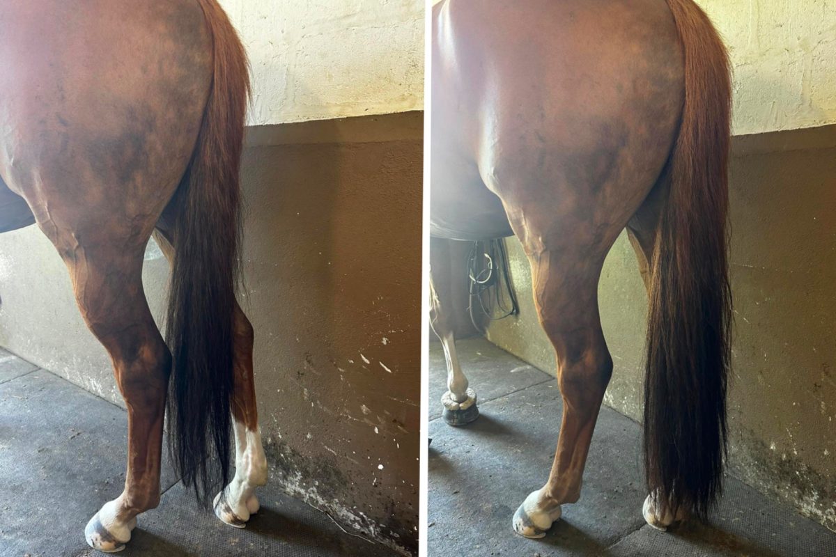 Vorher / Nachher Bilder vom Schweif Extensions / Toupets